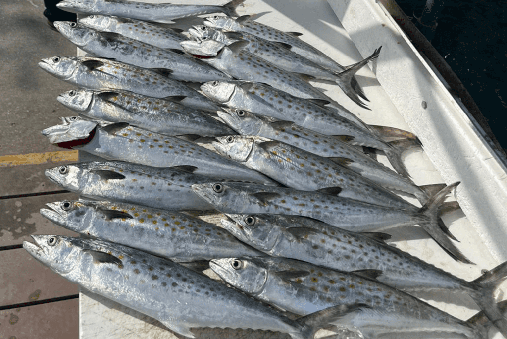 Live Bait Fishing Reefs off Port Canaveral - Cape Canaveral Fishing ...